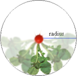 Memorise Wordlist Tool